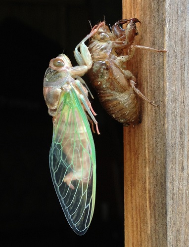The Monk Tripitaka and the Golden Cicada | Journey to the West Research